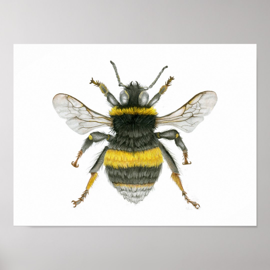 Bumble Bee Poster Print | Zazzle