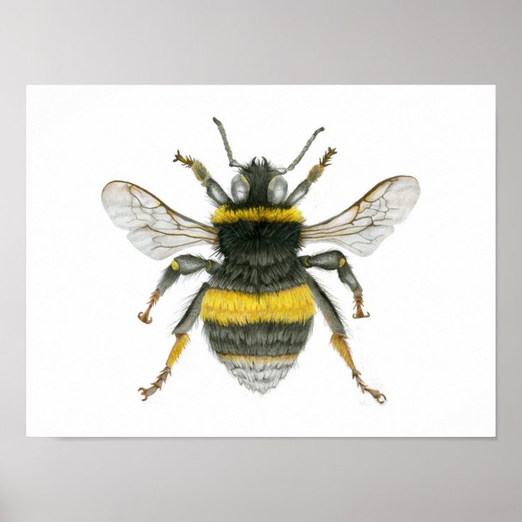 Bumble Bee Poster Print | Zazzle