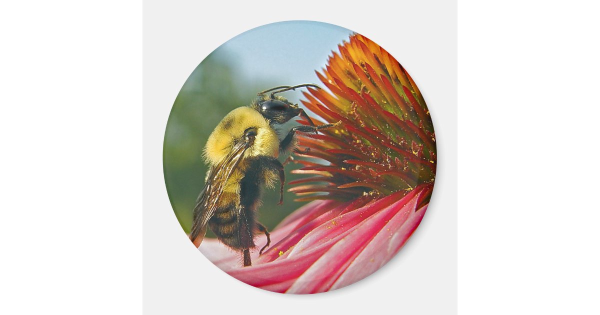 Bumble Bee With Sky Heart Magnet | Zazzle