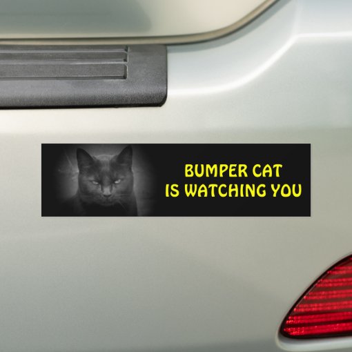 Bumper (Black) Cat is watching Bumper Sticker | Zazzle
