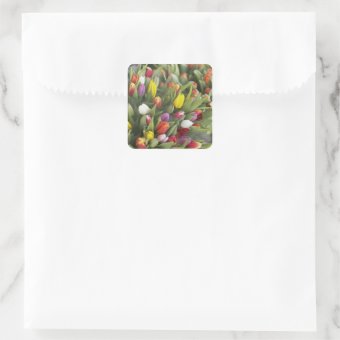 Bunches of colorful tulips square sticker | Zazzle