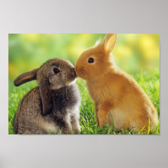 Bunnies Poster | Zazzle.com