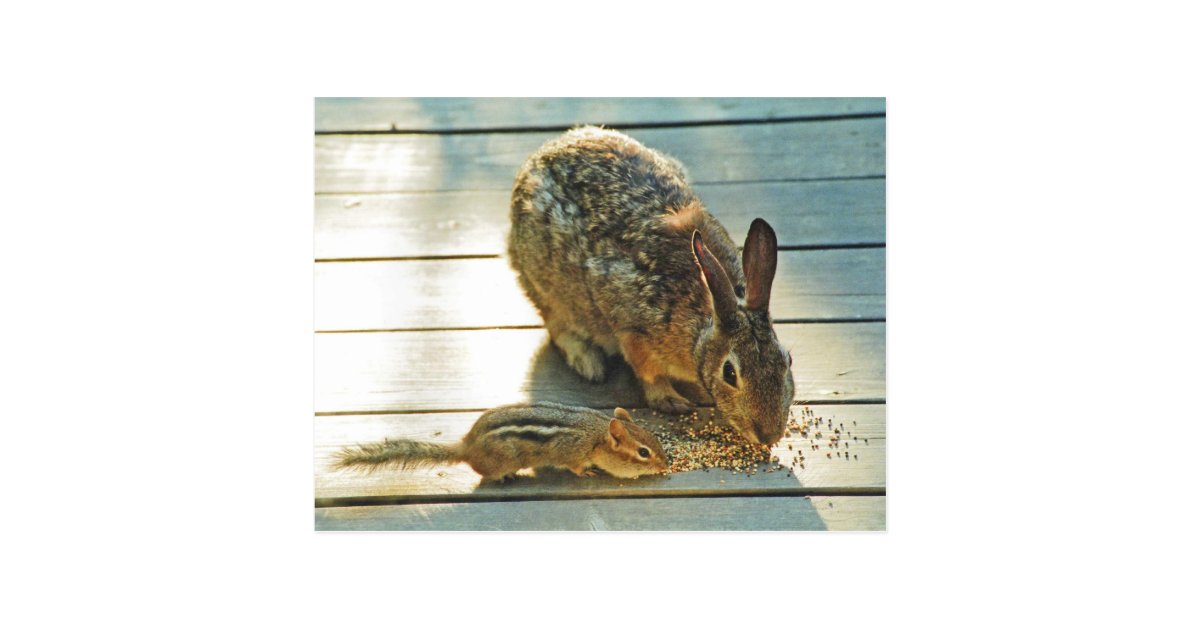 Bunny and Chipmunk Sharing Postcard | Zazzle.com