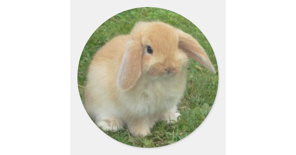 BUNNY FACE CLASSIC ROUND STICKER | Zazzle