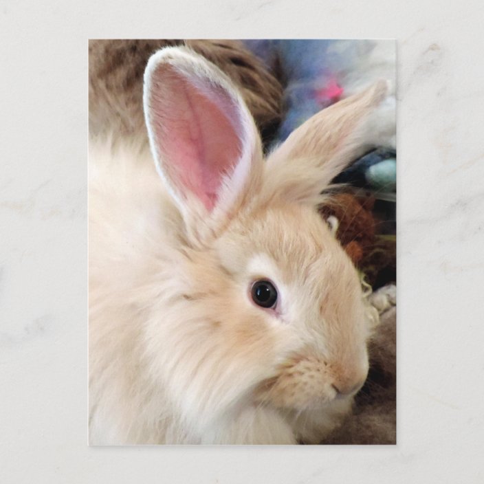 Bunny Love French Angora Rabbit Photograph Postcard | Zazzle