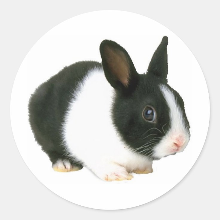 Bunny Rabbit Black & White Classic Round Sticker | Zazzle