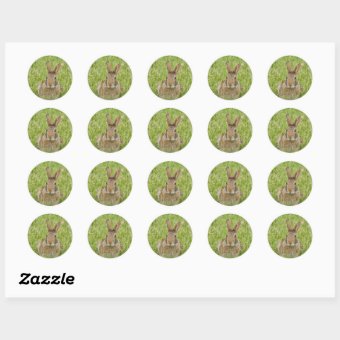Bunny Rabbit Classic Round Sticker | Zazzle