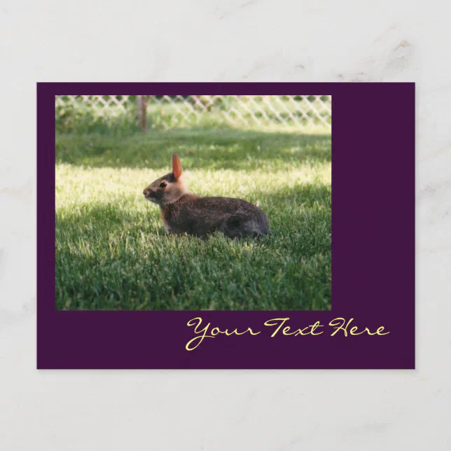 Bunny Rabbit Postcard | Zazzle