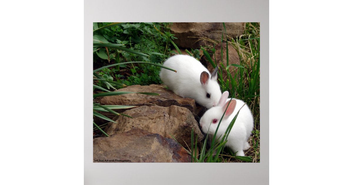 Bunny whisper poster | Zazzle