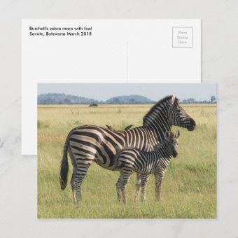Burchell's zebra postcard, mother with foal postcard | Zazzle