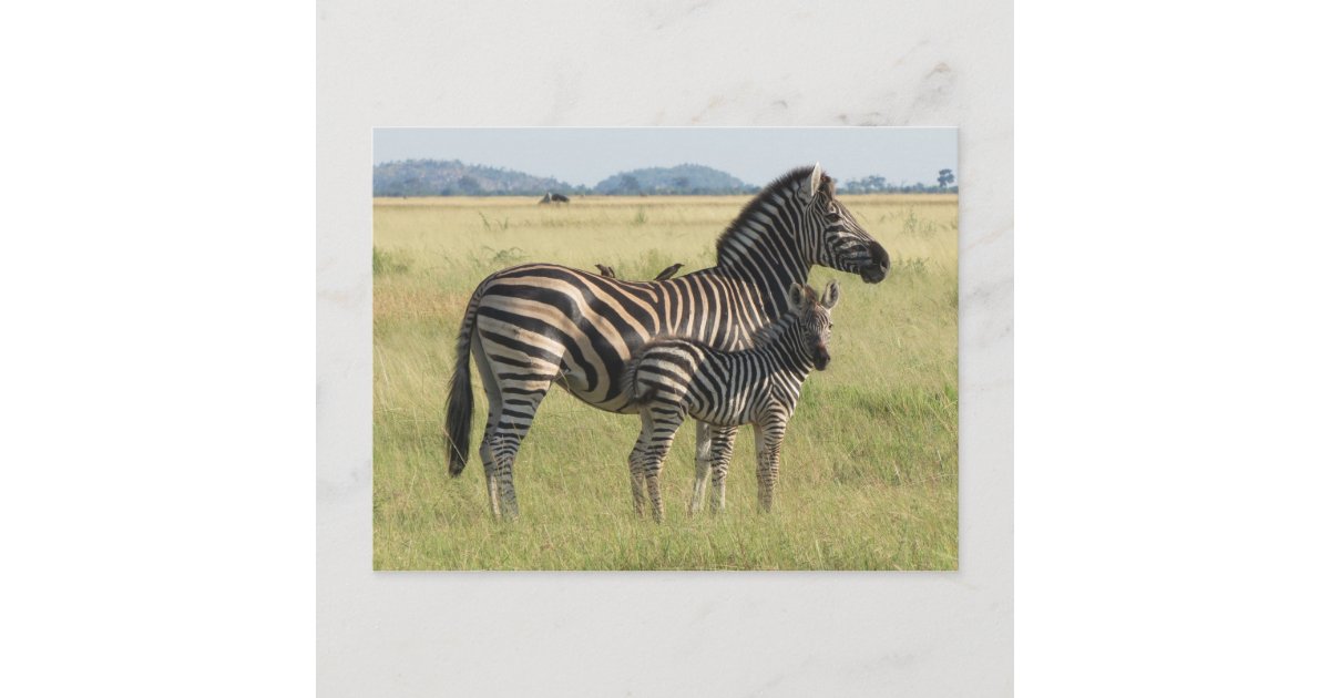 Burchell's zebra postcard, mother with foal postcard | Zazzle