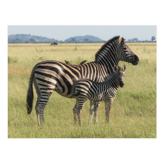 Burchell's zebra postcard, mother with foal postcard | Zazzle.com