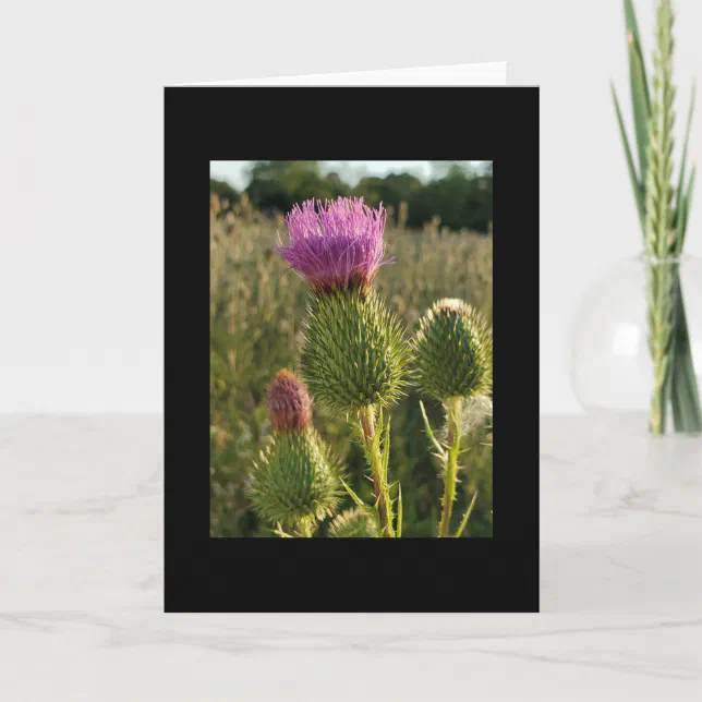 Burdock Thistle card | Zazzle
