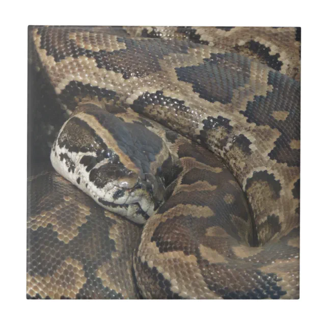 Burmese Python Ceramic Tile | Zazzle