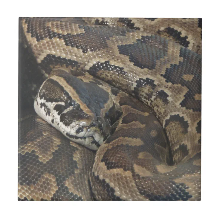 Burmese Python Ceramic Tile | Zazzle