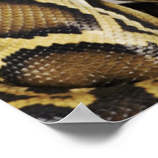 Burmese python poster | Zazzle