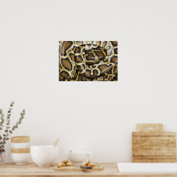 Burmese python poster | Zazzle