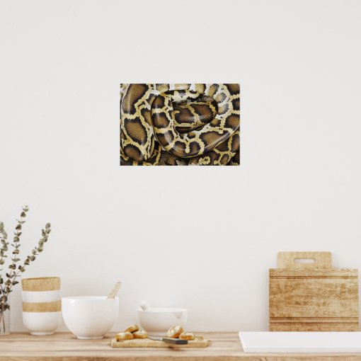 Burmese python poster | Zazzle