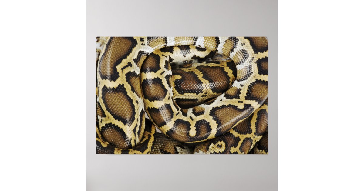 Burmese python poster | Zazzle