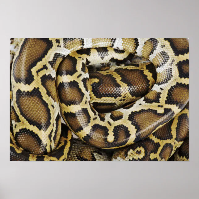 Burmese python poster | Zazzle