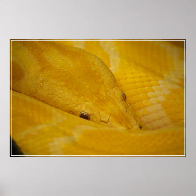 Burmese Python Poster | Zazzle