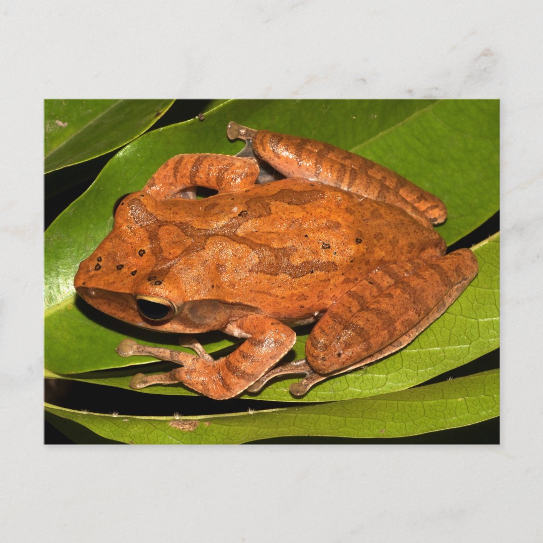 Burmese whipping frog for frog lovers! postcard | Zazzle