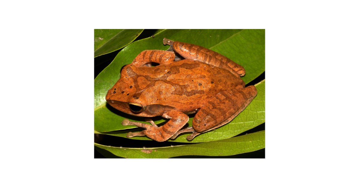 Burmese whipping frog for frog lovers! postcard | Zazzle.com