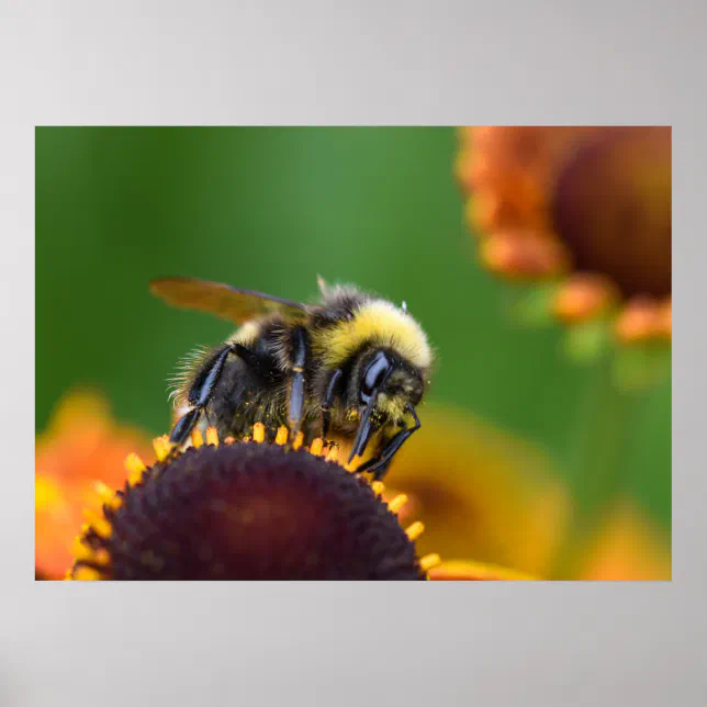 Busy Bumble Bee Poster | Zazzle