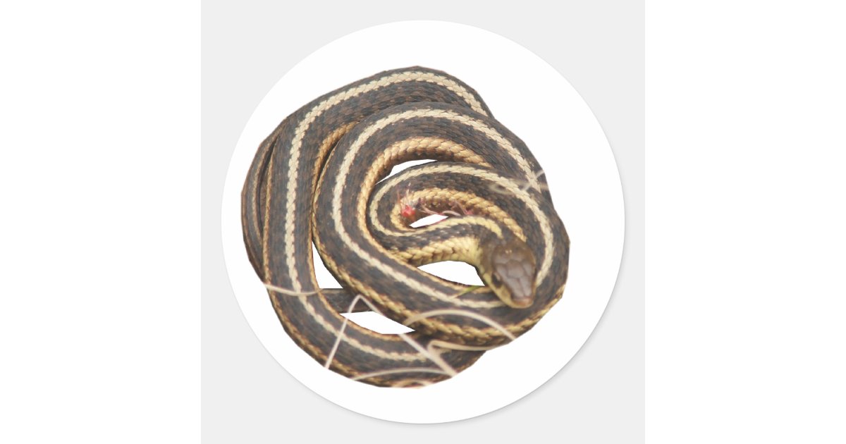 Butler's Garter Snake Classic Round Sticker | Zazzle