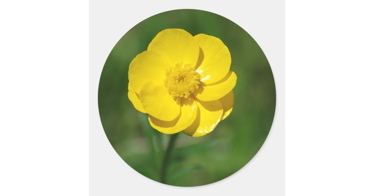Buttercup sticker | Zazzle