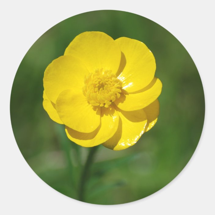 Buttercup sticker | Zazzle.com