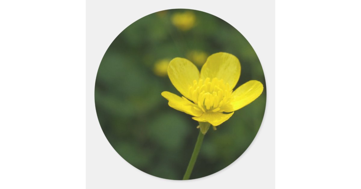 Buttercup Stickers | Zazzle