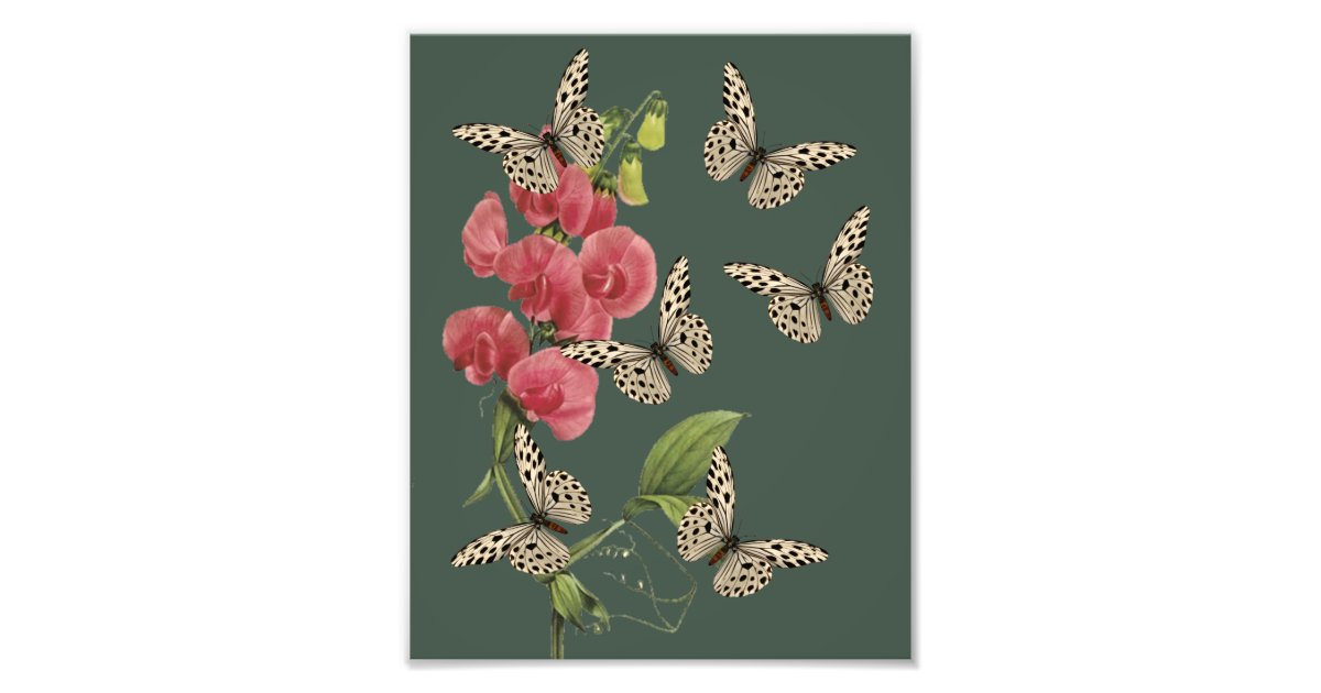 Butterflies And Sweet Pea Flower 8x10 Photo Print | Zazzle