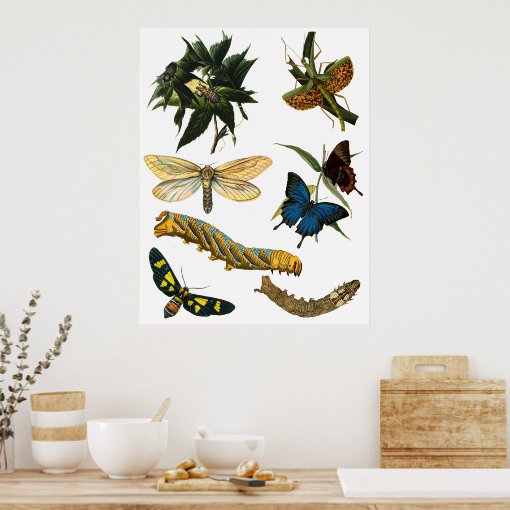 Butterflies Beetle Bugs Insects Collage Art Poster | Zazzle