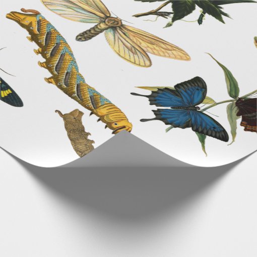 Butterflies Beetle Bugs Insects Collage Art Wrapping Paper | Zazzle