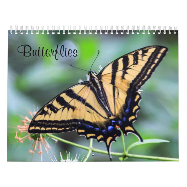 Butterflies Calendar | Zazzle