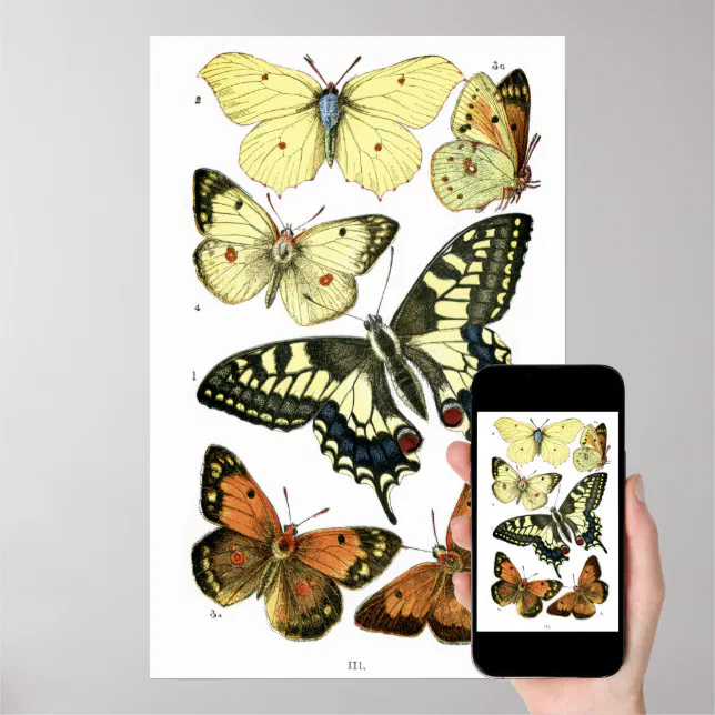 Butterflies Poster | Zazzle
