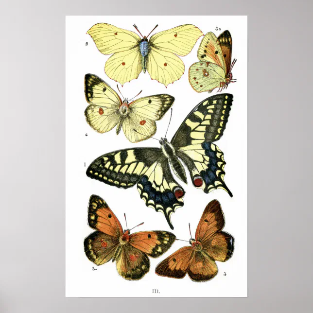 Butterflies Poster | Zazzle