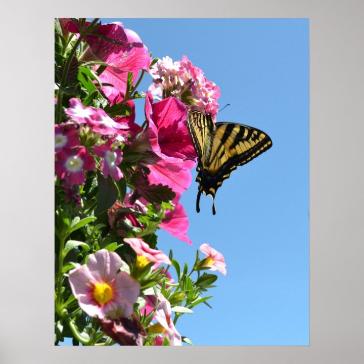 Butterfly and Flowers II Poster | Zazzle
