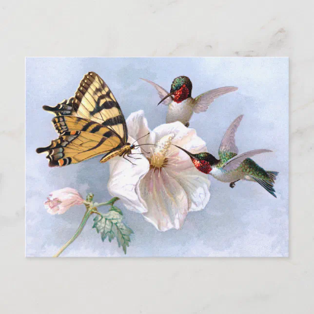 Butterfly and Hummingbirds Postcard | Zazzle