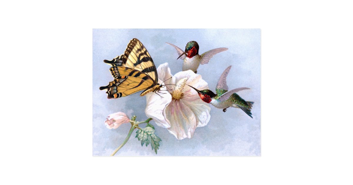 Butterfly and Hummingbirds Postcard | Zazzle.com
