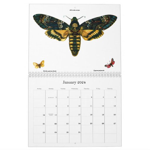 Butterfly and Moth Lithographs Calendar | Zazzle