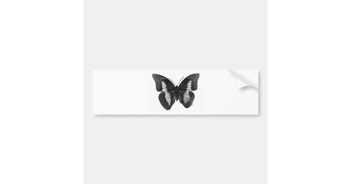 Butterfly Bumper Sticker | Zazzle