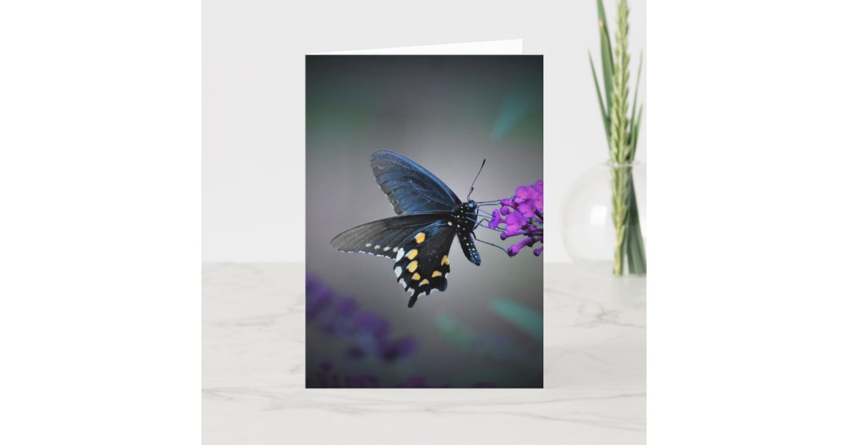 Butterfly, card | Zazzle.com