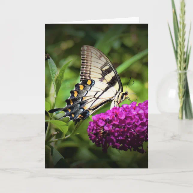 Butterfly, card | Zazzle