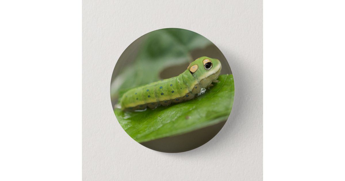 Butterfly Caterpillar Larva Pinback Button | Zazzle