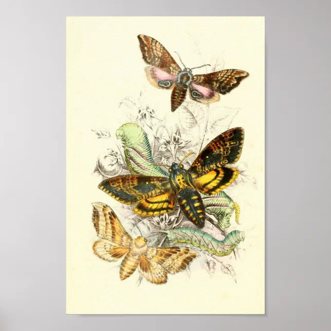 Butterfly Illustration Poster | Zazzle