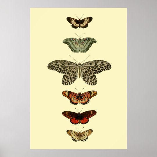 Butterfly Insects Collection Poster | Zazzle.com
