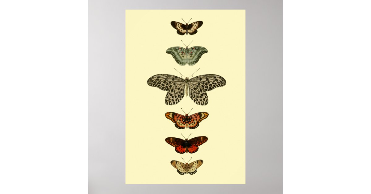 Butterfly Insects Collection Poster | Zazzle