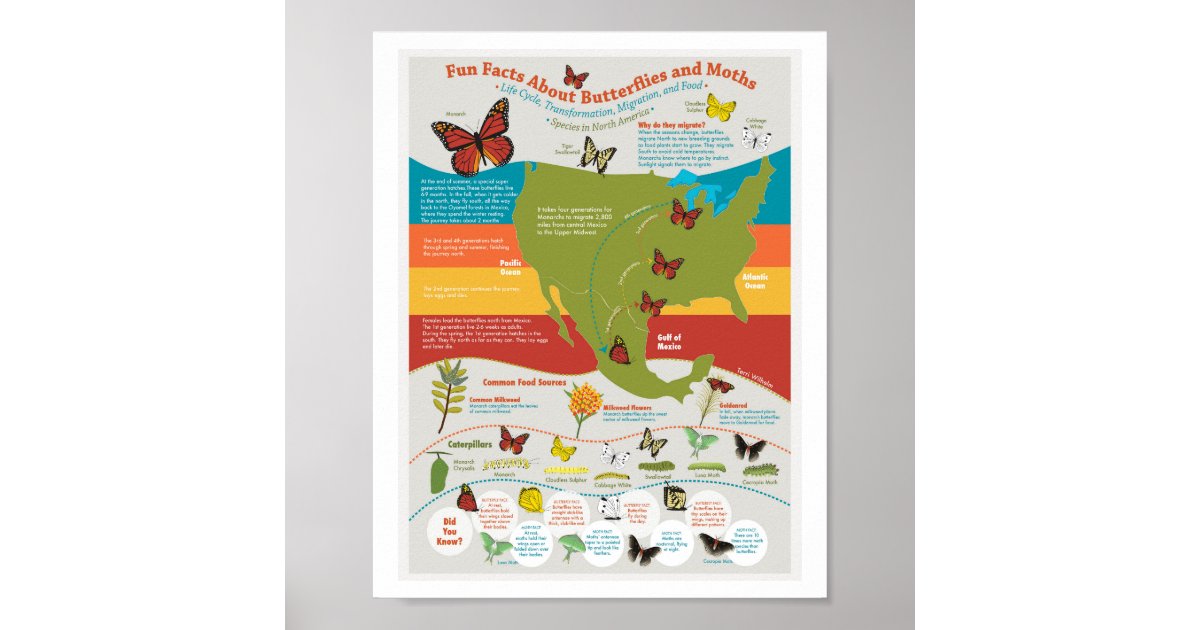 Butterfly Migration Poster | Zazzle